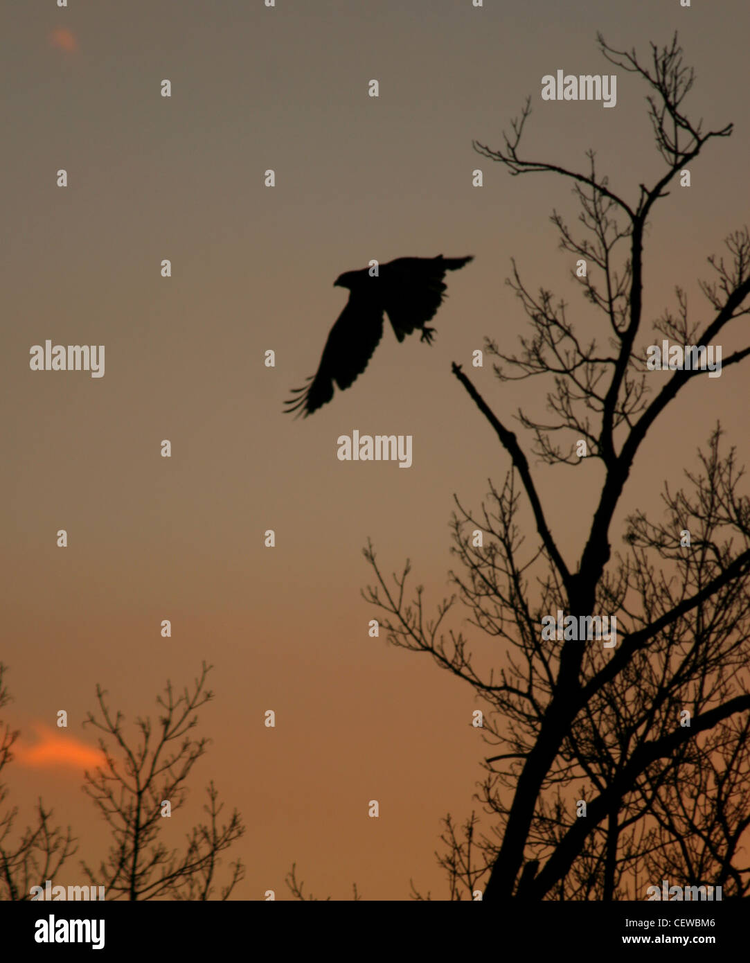 Red-tailed Hawk taking off at sunset Stock Photo - Alamy