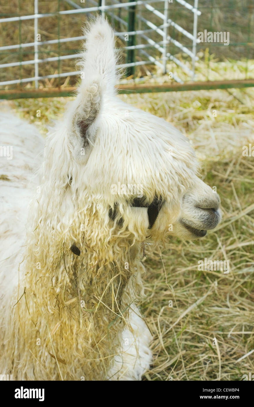 Alpaca pen hi-res stock photography and images - Alamy