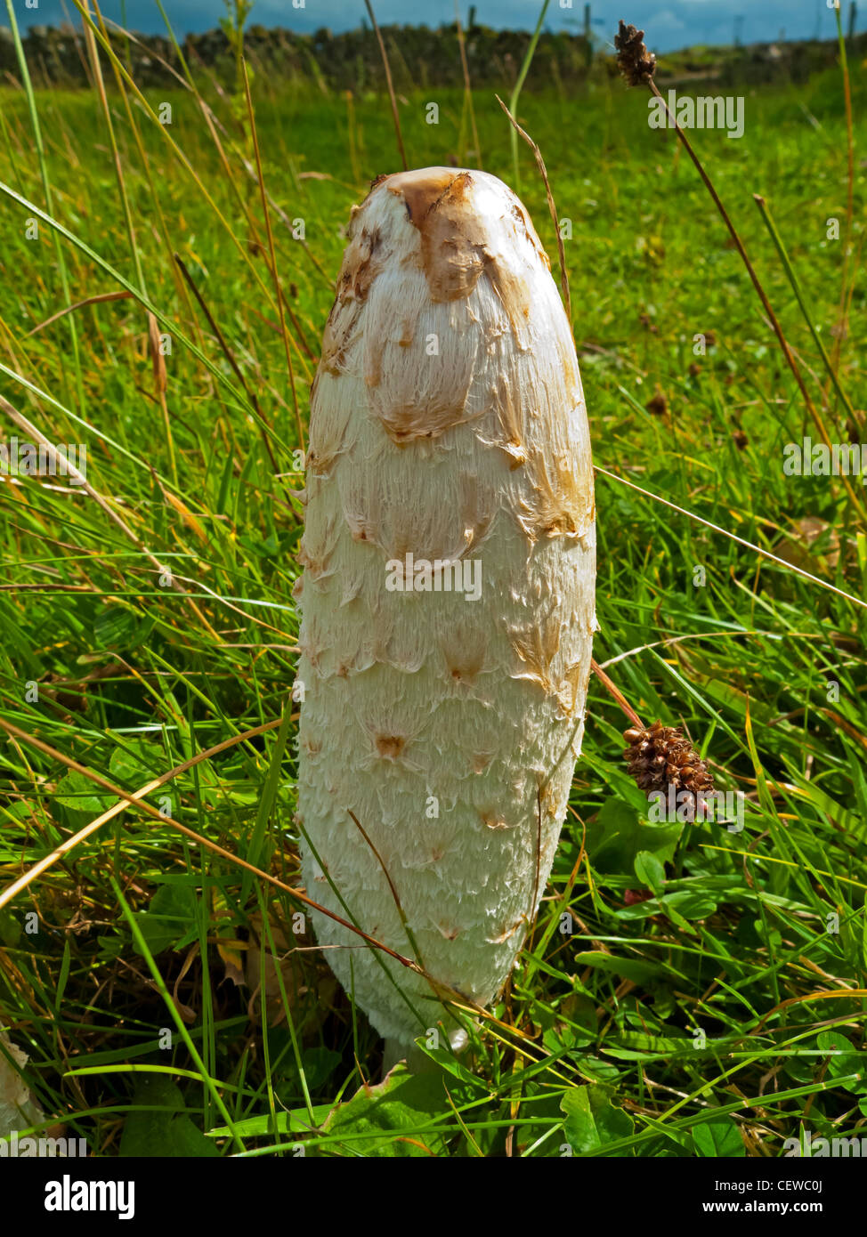 Phallaceae hi-res stock photography and images - Alamy