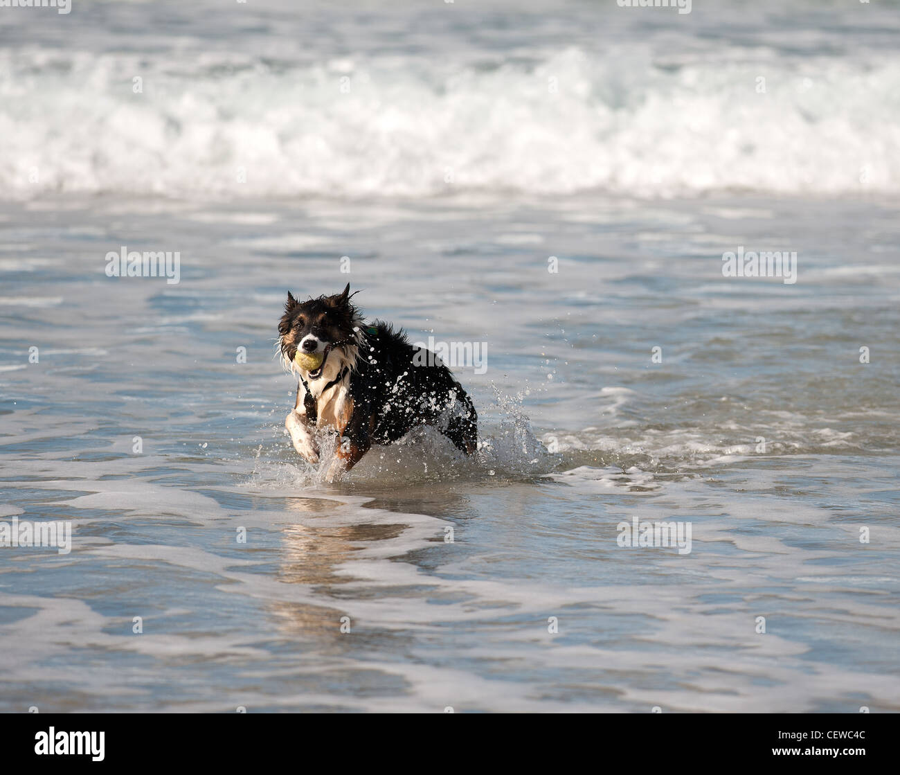 A dog running in the sea Stock Photo - Alamy