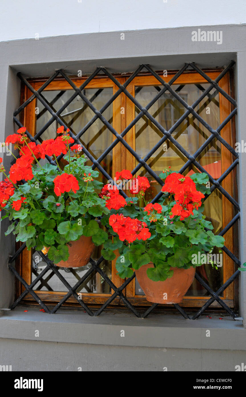 Red Geraniums Display Lucca Italy Tuscany Europe Mediterranean Stock ...
