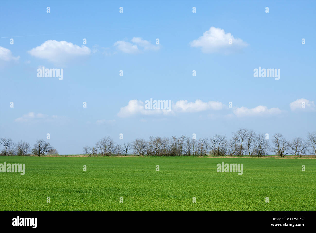 Open green agricultural field with blue sky Stock Photo - Alamy