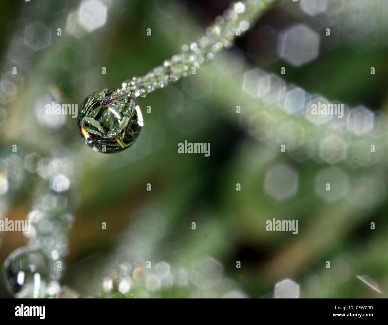 Dewdrop refraction hi-res stock photography and images - Alamy