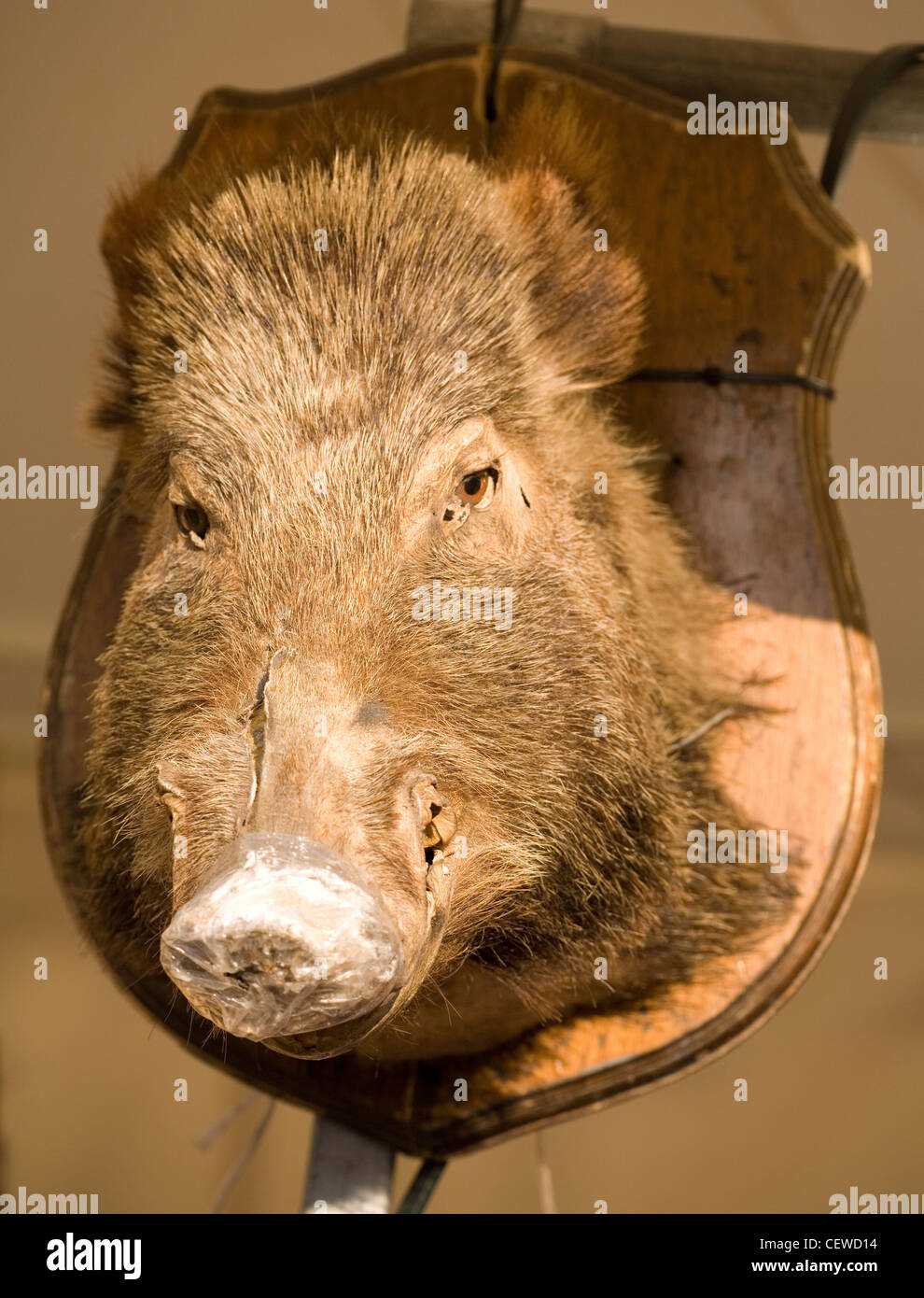 Wild boars head on a plaque Stock Photo - Alamy