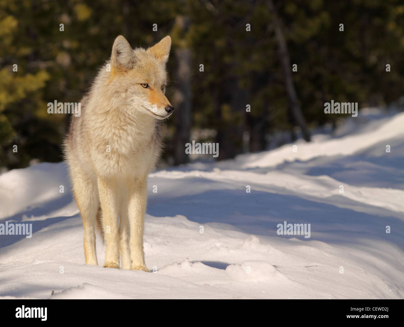 Coyote snow yellowstone hi-res stock photography and images - Alamy