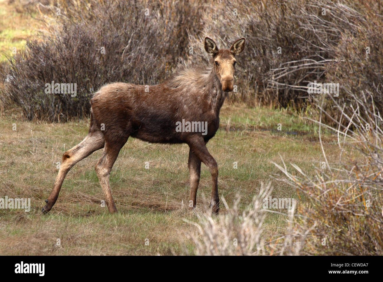 A female Moose on the move in northern Colorado Stock Photo - Alamy