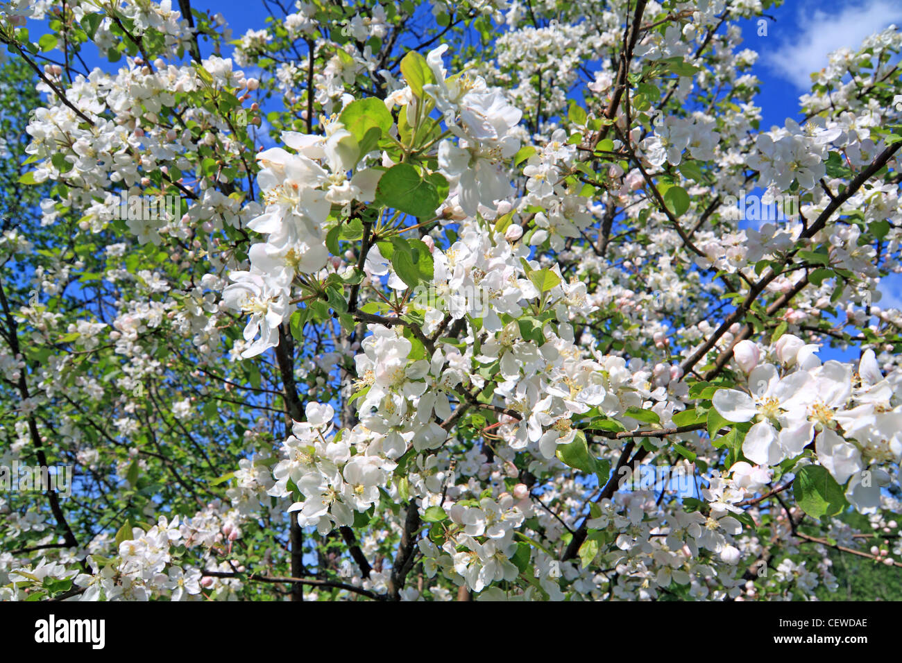flowerses to aple trees Stock Photo - Alamy