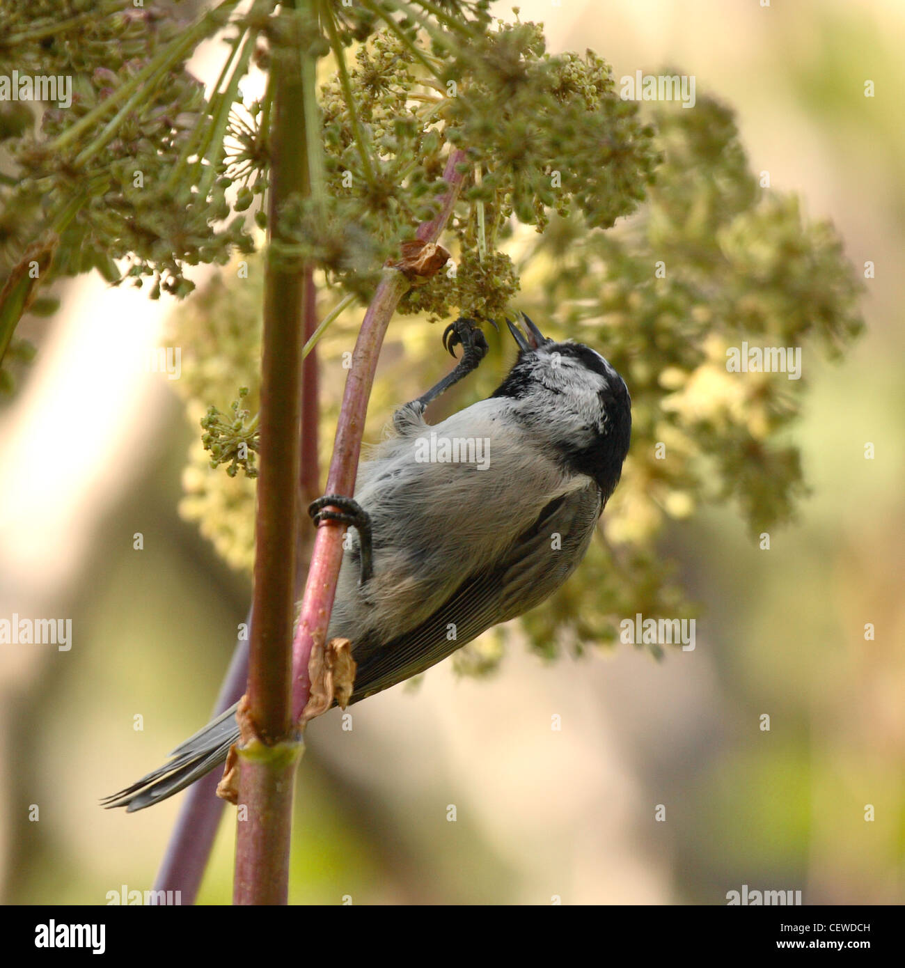 A Mountain Chickadee feeding on summer flowers Stock Photo - Alamy