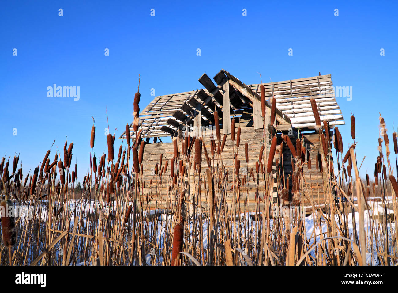 bulrush near wooden rural building Stock Photo - Alamy