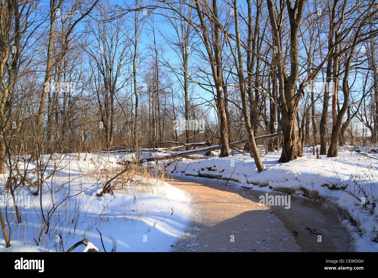 oak wood on river coast Stock Photo - Alamy