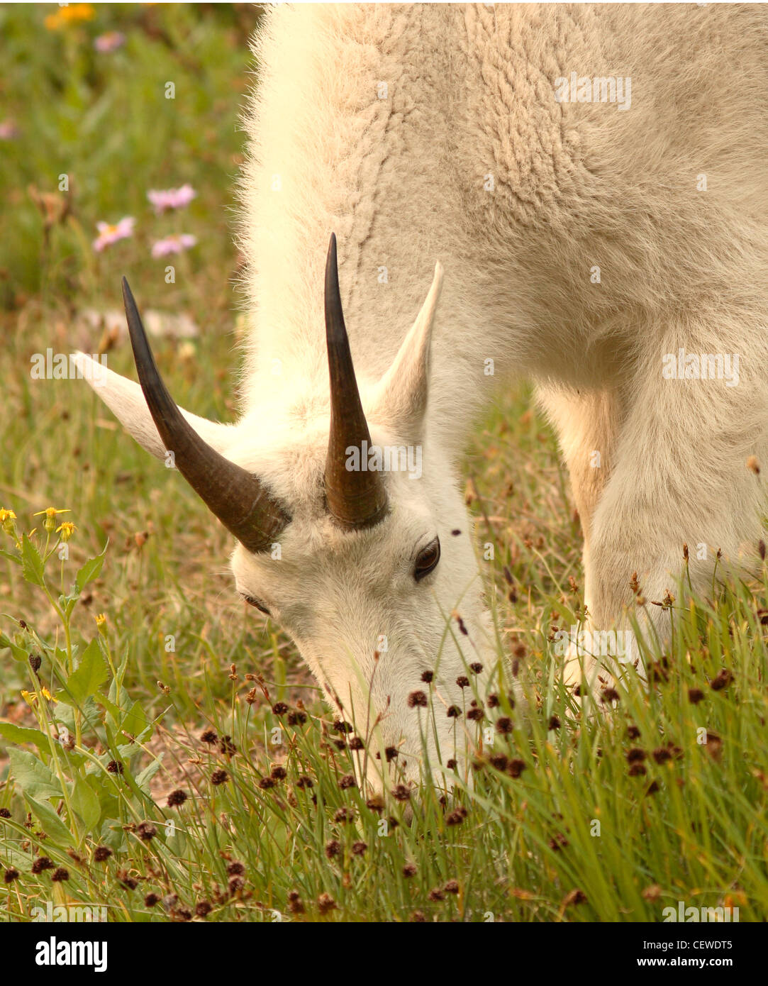 Mountain Goat feeding in alpine meadow Stock Photo - Alamy