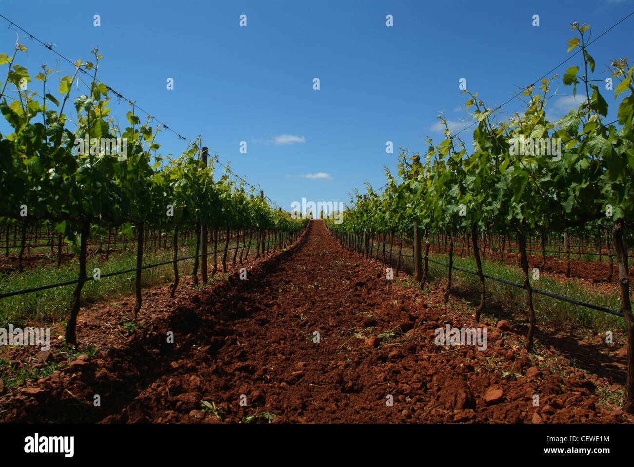 Alentejo farm hi-res stock photography and images - Alamy