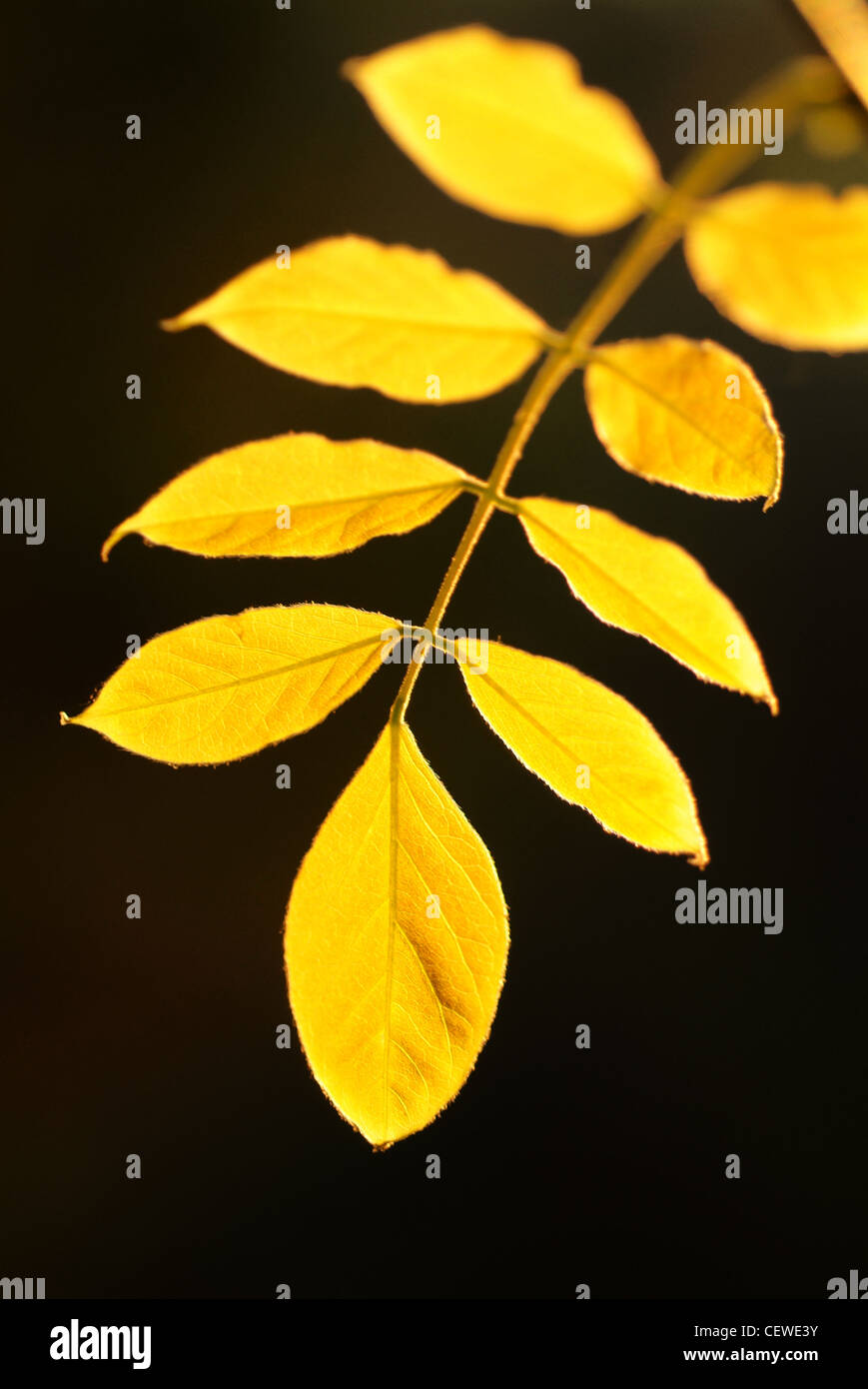 Plantas planta flor flores hi-res stock photography and images - Alamy