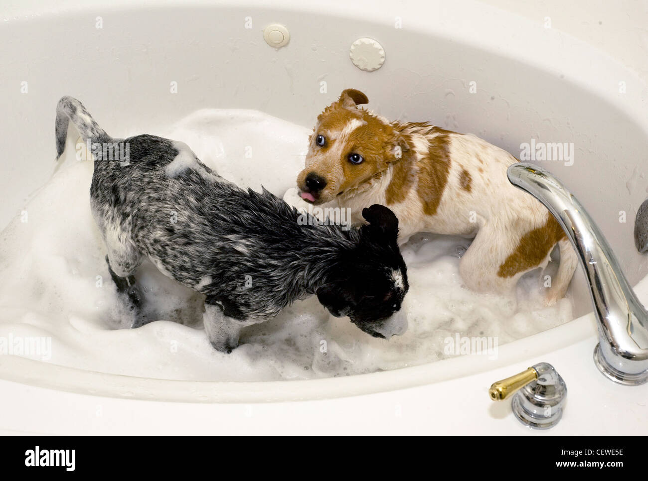 Puppies Getting A Bath
