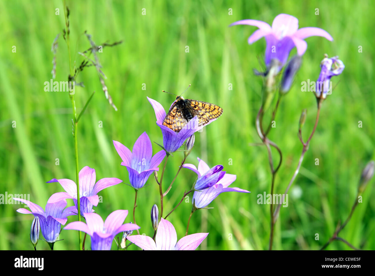 Yellow flower amongst wild hi-res stock photography and images - Alamy