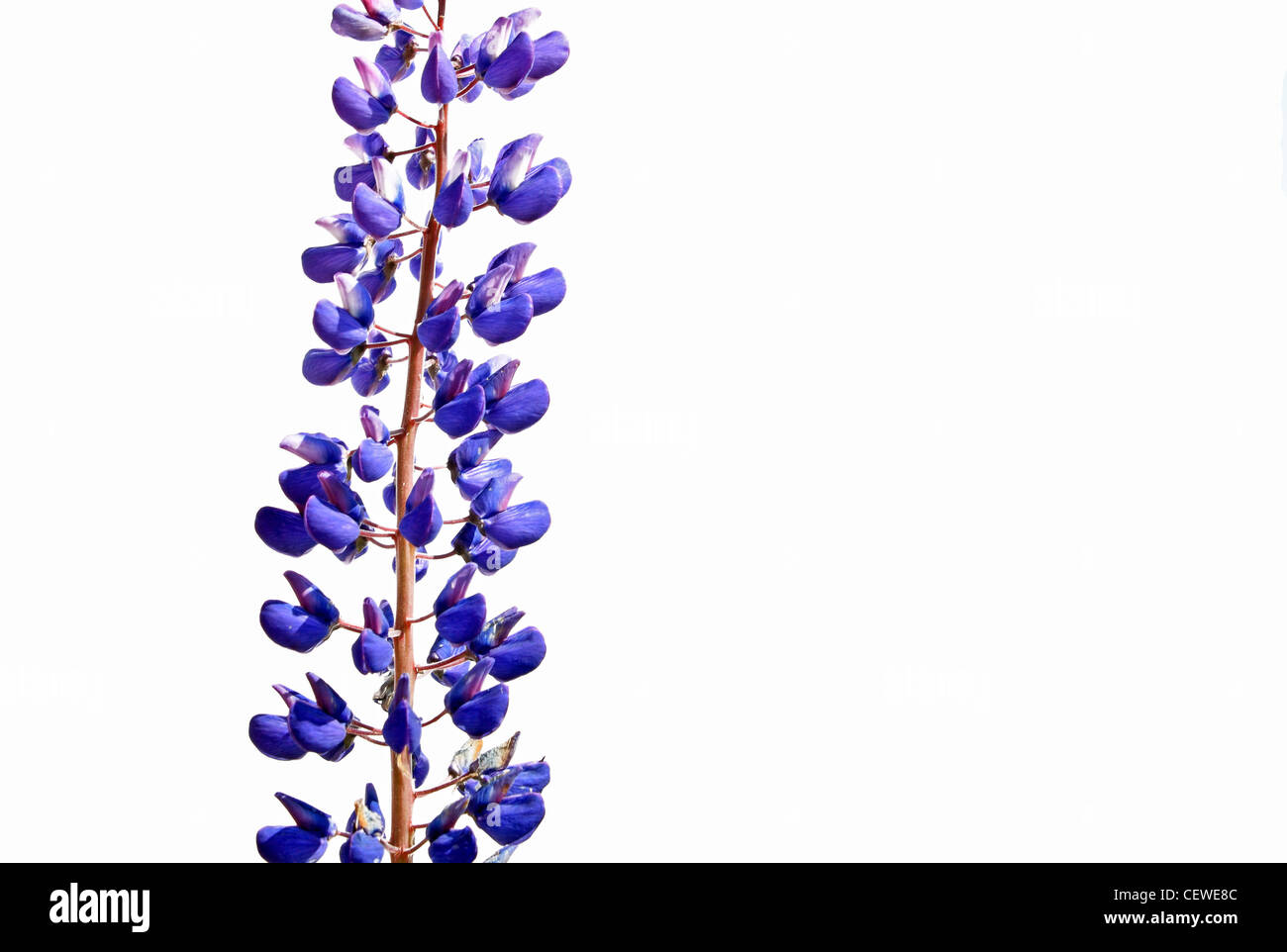 Foliage field Cut Out Stock Images & Pictures - Alamy