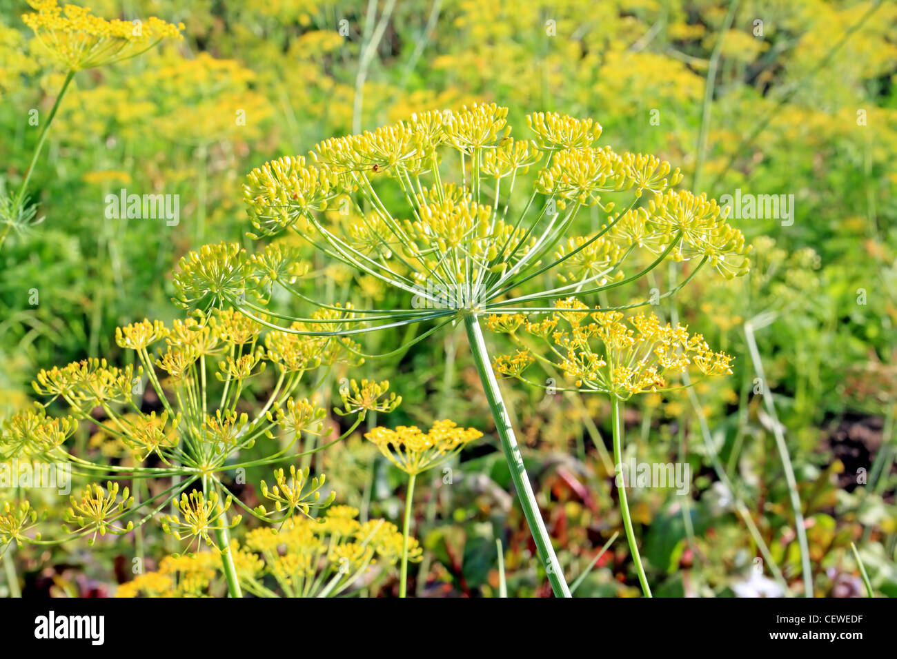 ripe dill on yellow background Stock Photo - Alamy