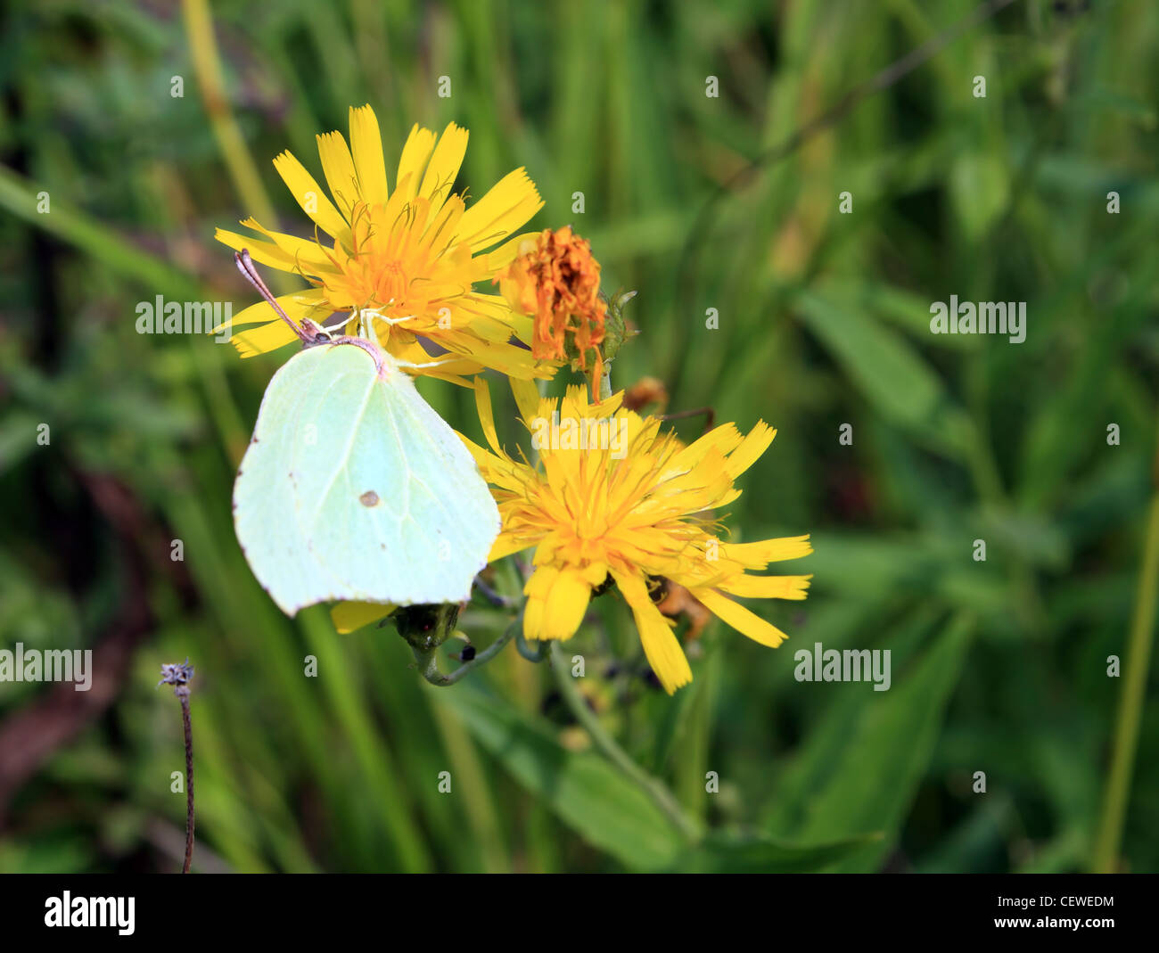 yellow butterfly on yellow flower Stock Photo - Alamy