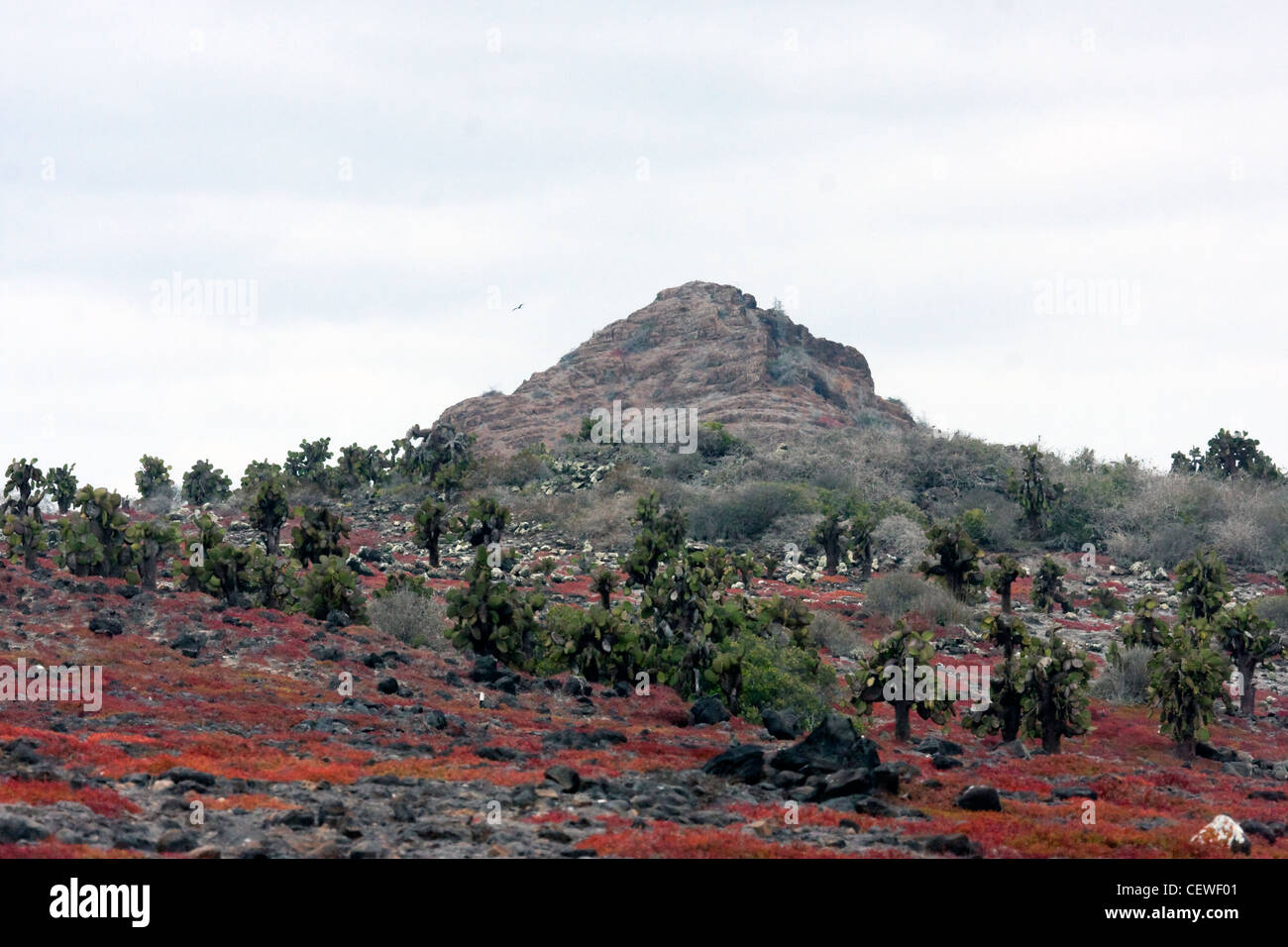 Galapagos plants hi-res stock photography and images - Alamy