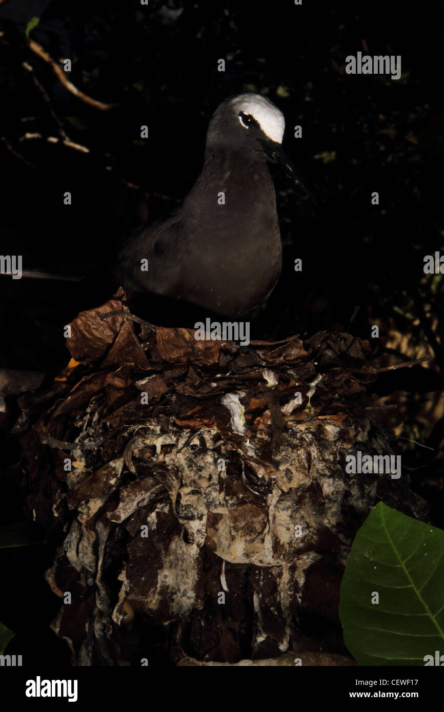 Anous hi-res stock photography and images - Alamy