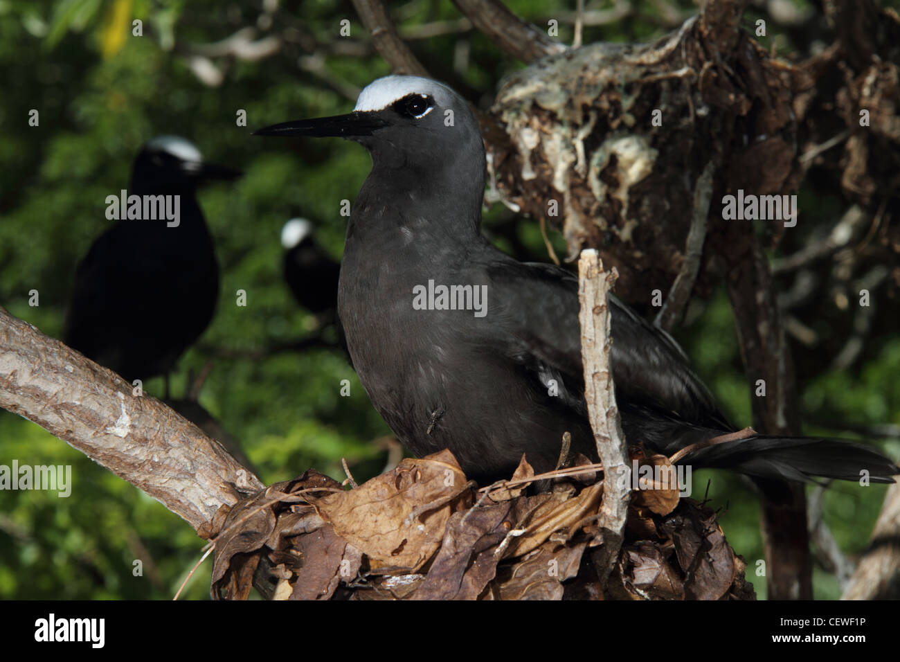 Black noddy, anous minutus Stock Photo - Alamy