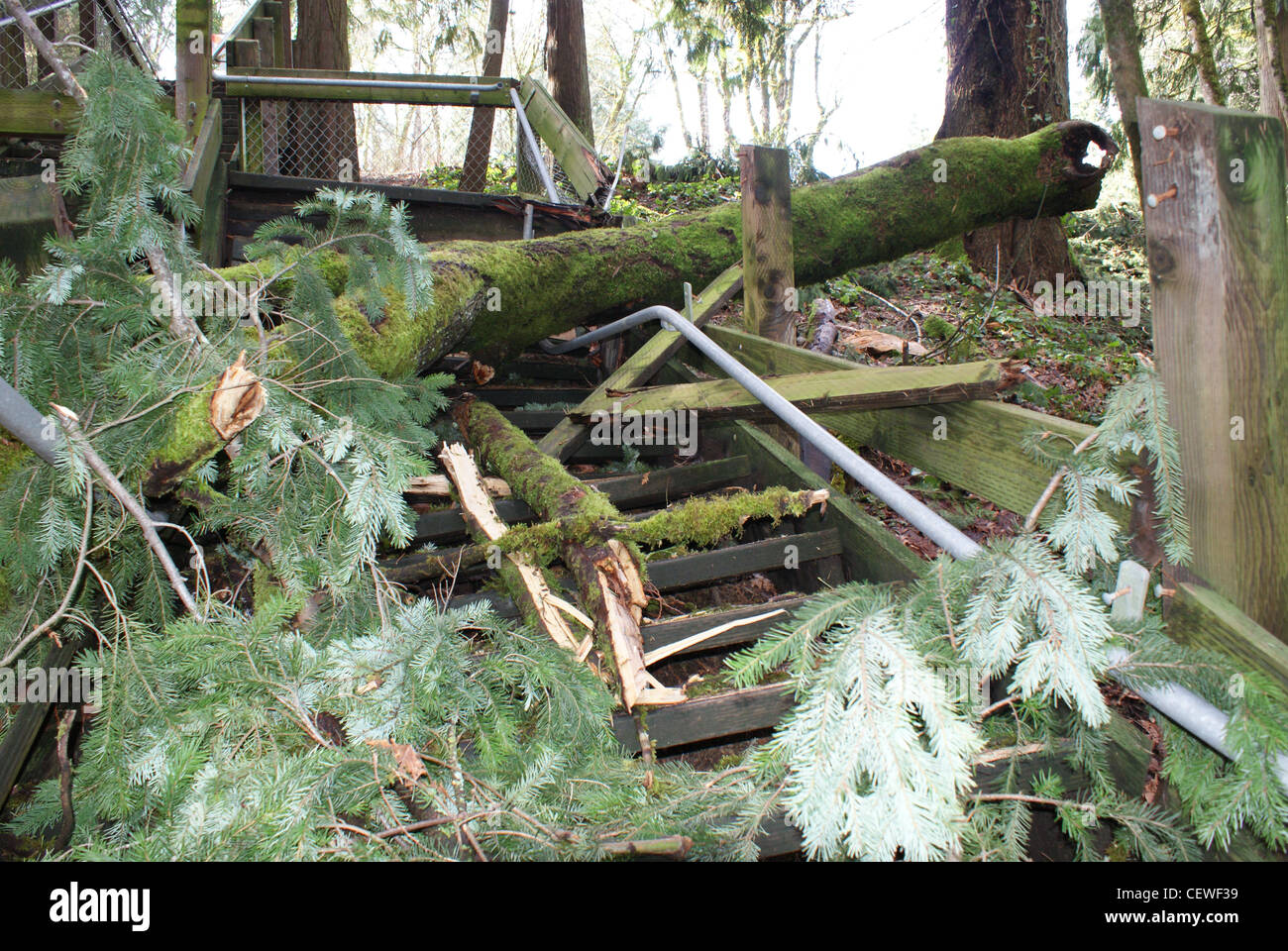 Tree destroyed stairs at park Stock Photo - Alamy