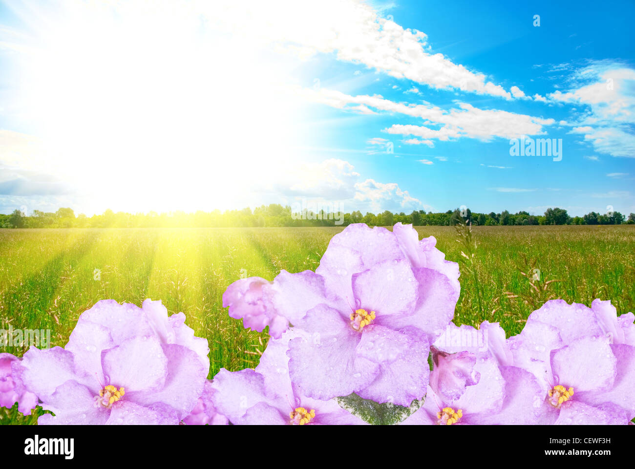 violet at green grass field and perfect blue sky Stock Photo - Alamy