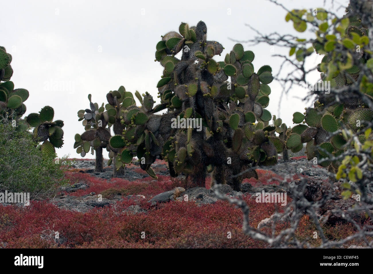 Galapagos cactus trees galapagos islands hi-res stock photography and ...
