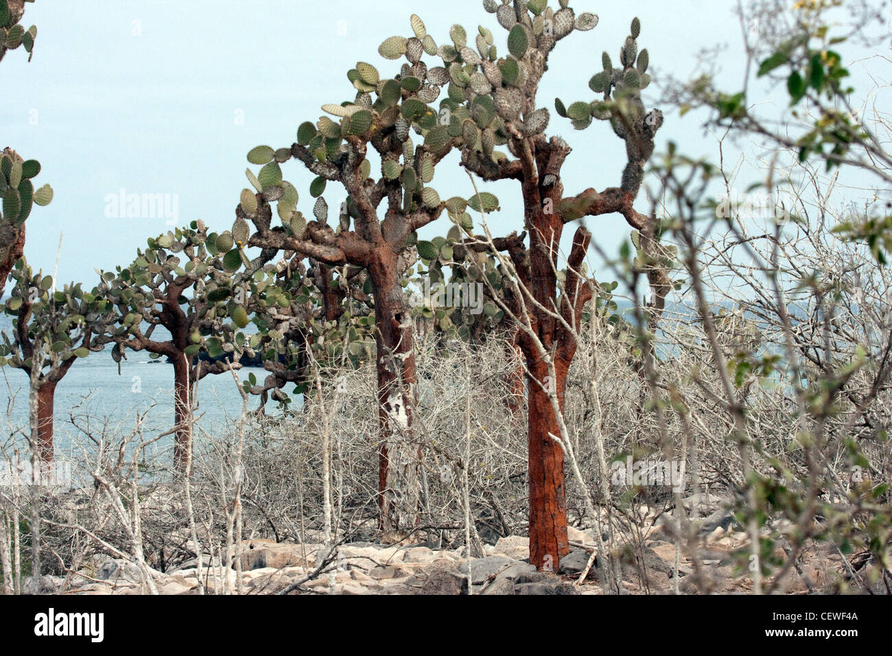 Cacti tree hi-res stock photography and images - Alamy
