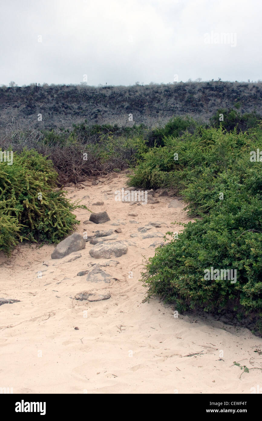Beach island path on the Galapagos Islands Stock Photo - Alamy