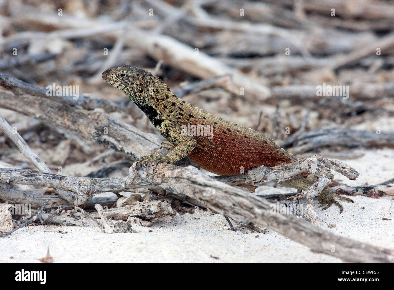 Lizard in Galapagos Islands Stock Photo - Alamy