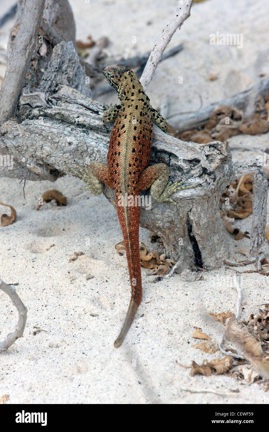 Lizard in Galapagos Islands Stock Photo - Alamy