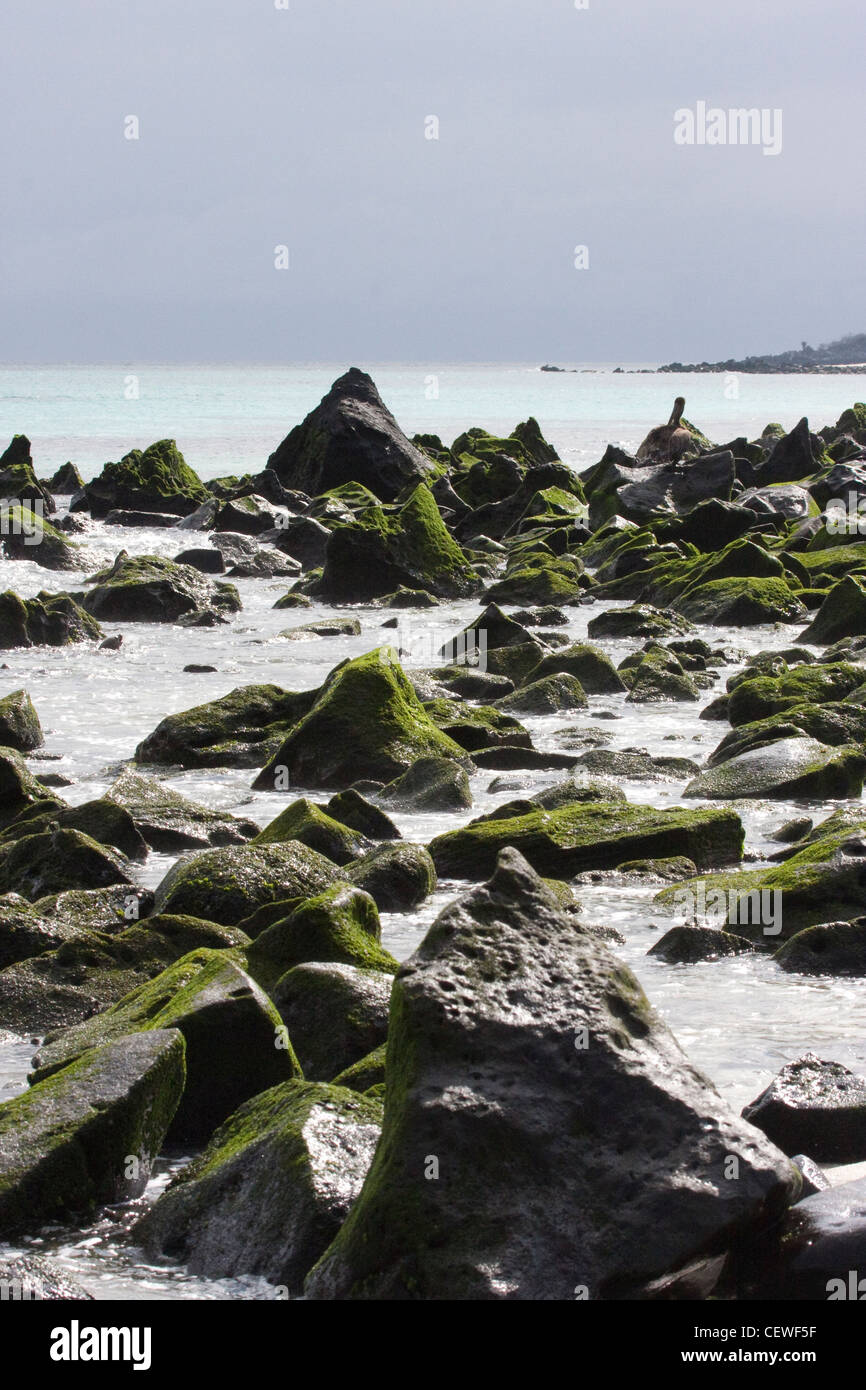 Ocean shore rocks covered in algae in the Galapagos Islands Stock Photo ...