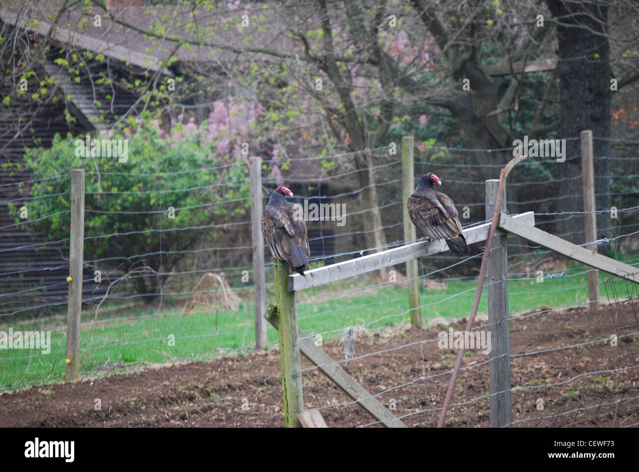 Turkey Vultures sitting on a fence near farm plot Stock Photo - Alamy