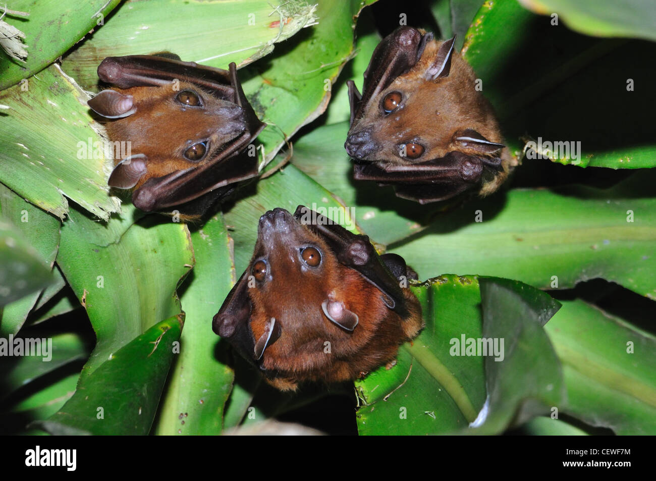 Microbat hi-res stock photography and images - Alamy