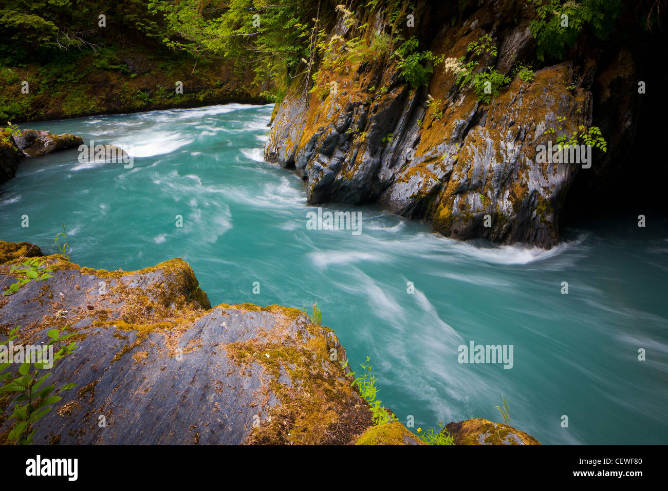 Quinault rainforest washington usa hi-res stock photography and images ...
