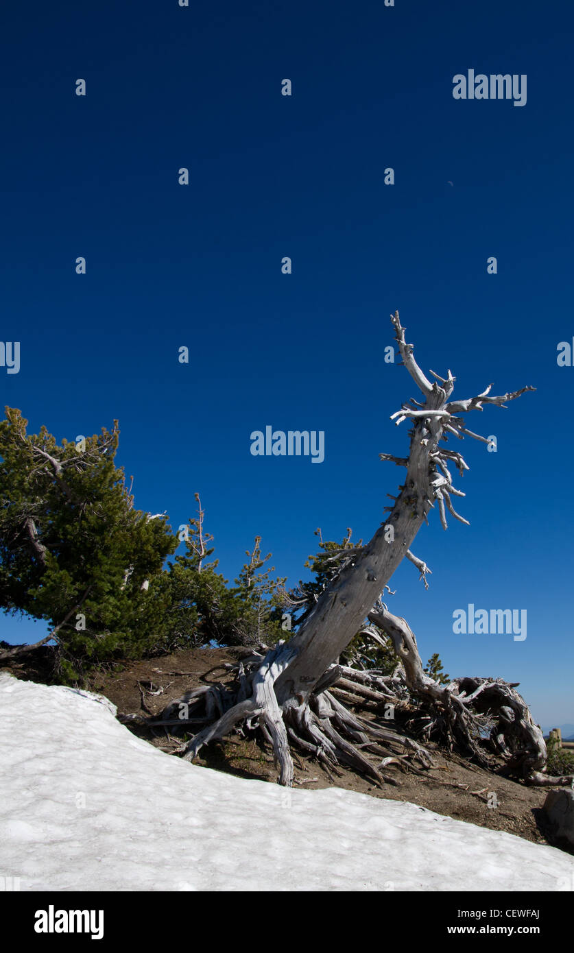 An ancient dead pine tree rises from a snow bank Stock Photo - Alamy