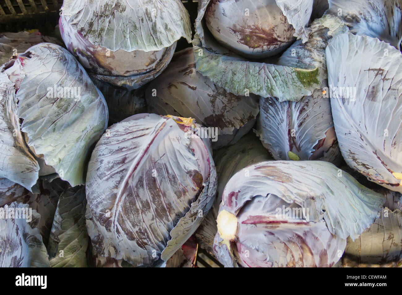 Market Garden Cabbages High Resolution Stock Photography and Images - Alamy