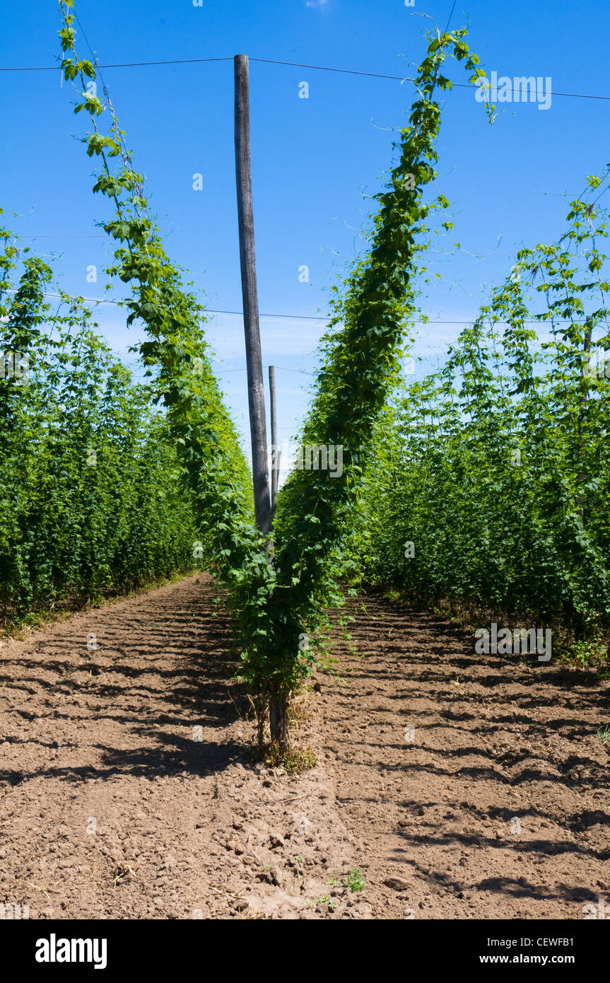 Hop trellis hi-res stock photography and images - Alamy