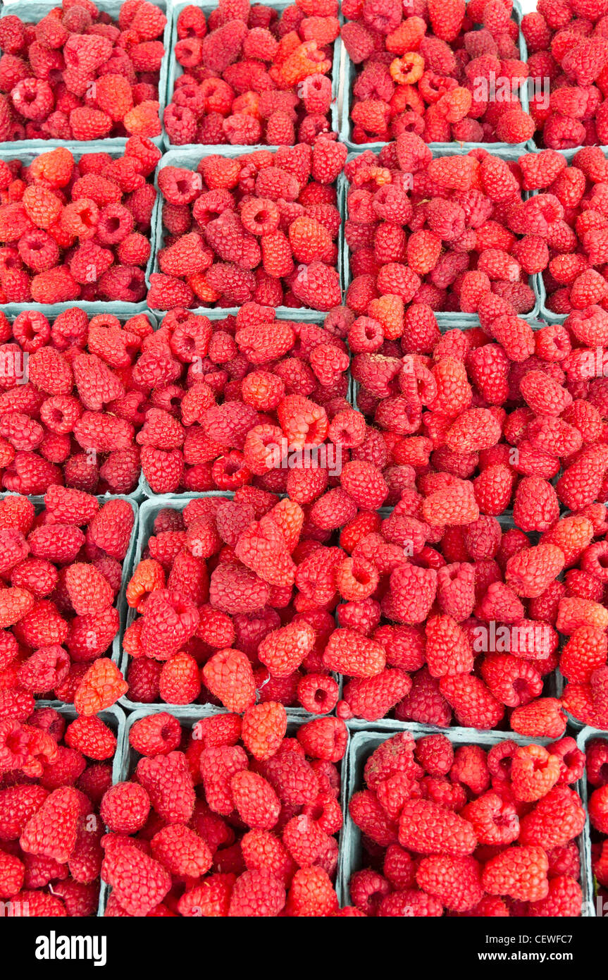 Colorful freshly picked red raspberries on display at the farmers ...