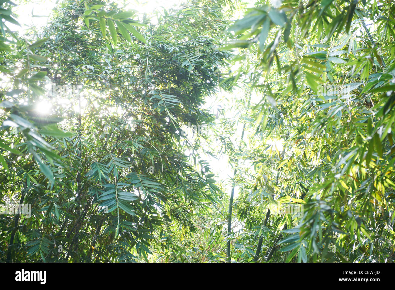 Bright sunlight shining through the treetops Stock Photo - Alamy