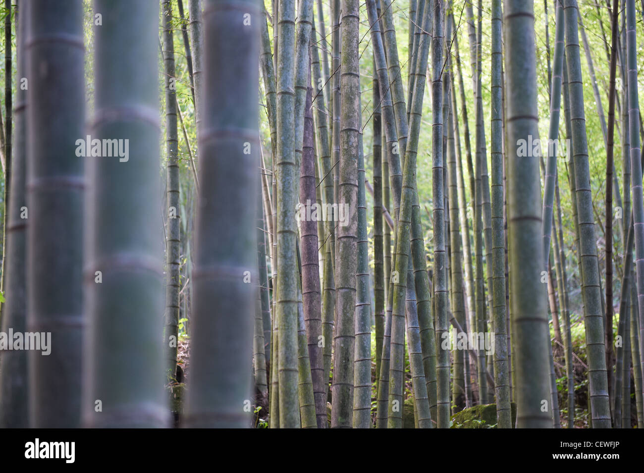 Lush vegetation and trees in Sanshia, Taiwan Stock Photo - Alamy