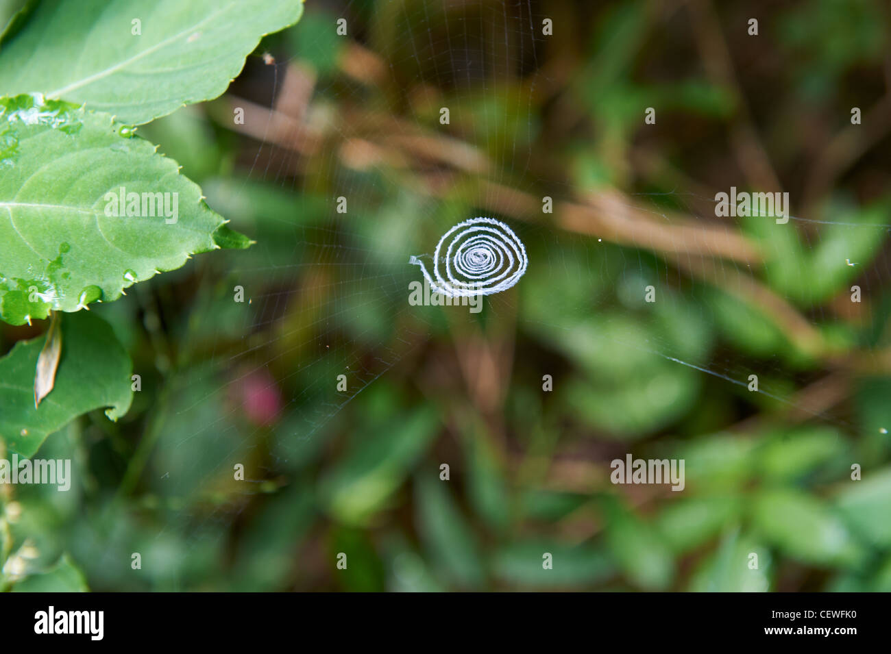 A spiral spun spider web Stock Photo - Alamy