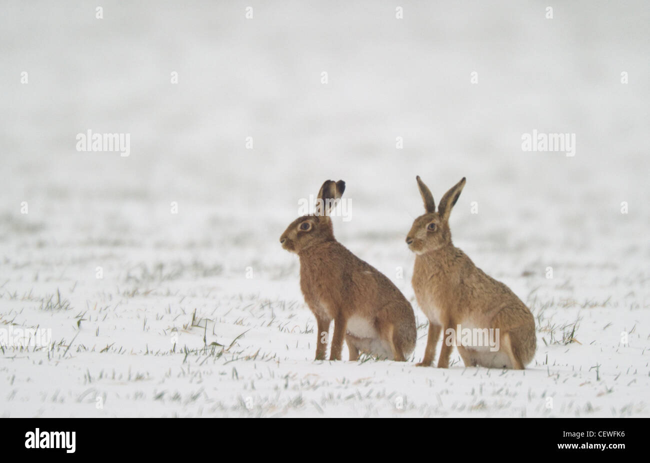 Hare sat field hi-res stock photography and images - Alamy