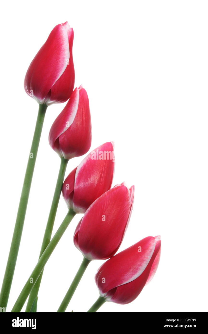 Five tulips in row on a white background Stock Photo - Alamy