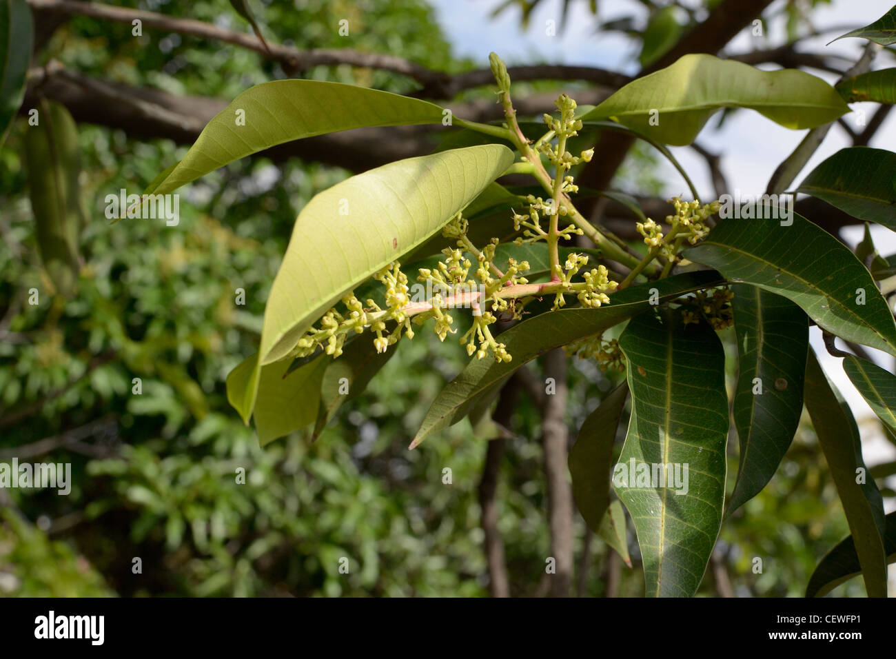 Mango flower hi-res stock photography and images - Alamy