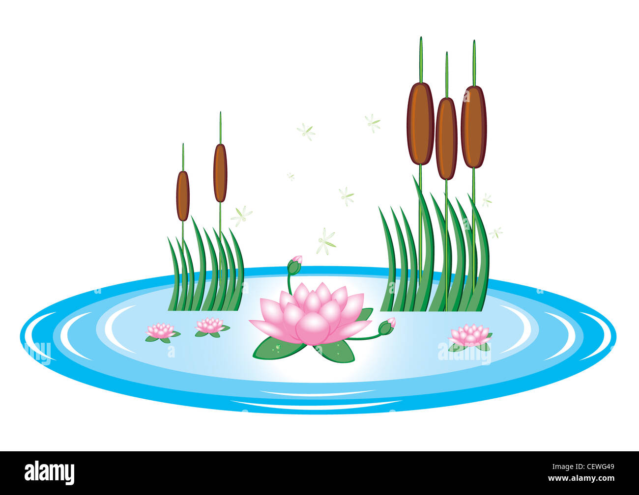 Pond with lily and water reeds. Illustration on white background Stock ...