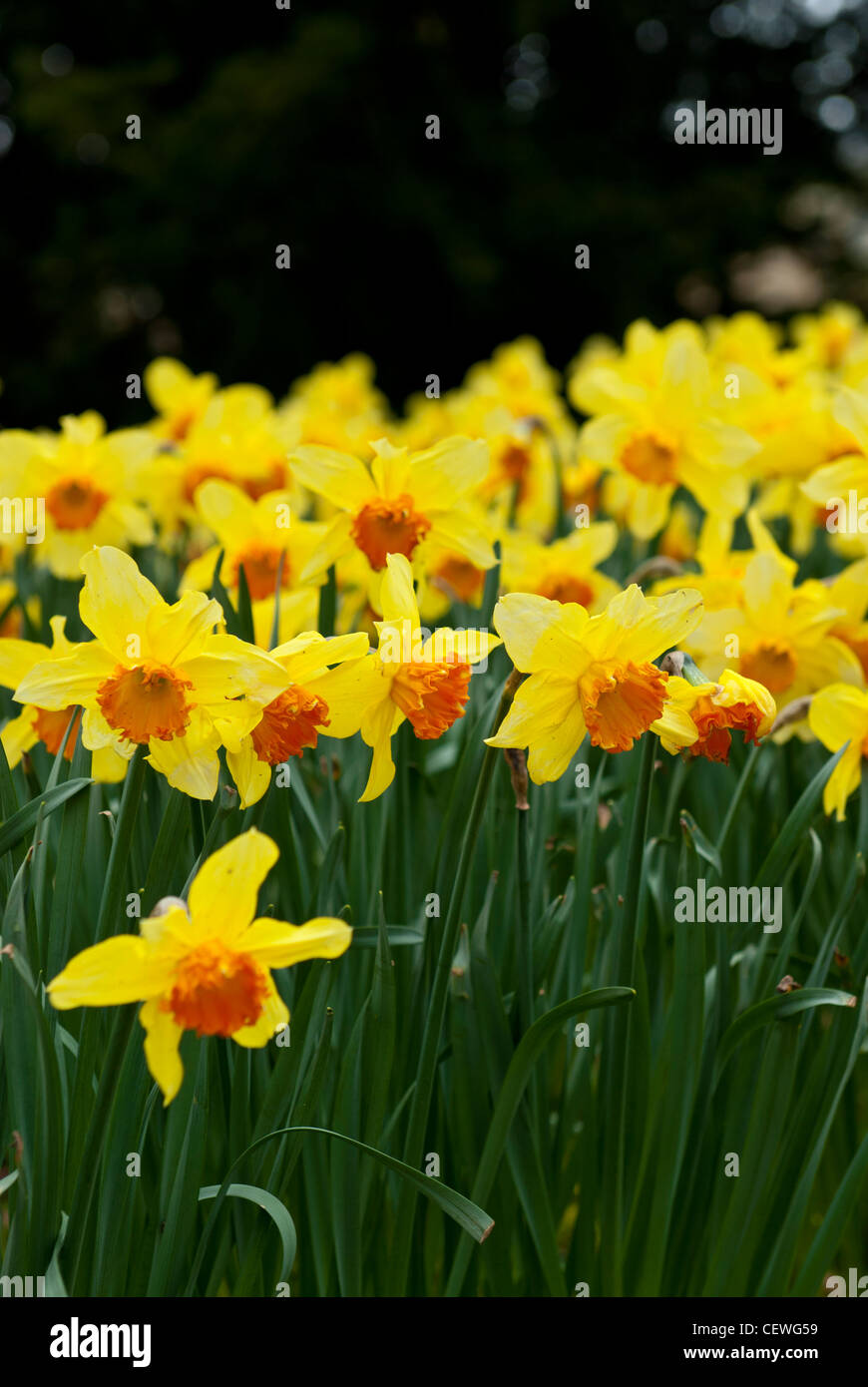 Narcisi hi-res stock photography and images - Alamy