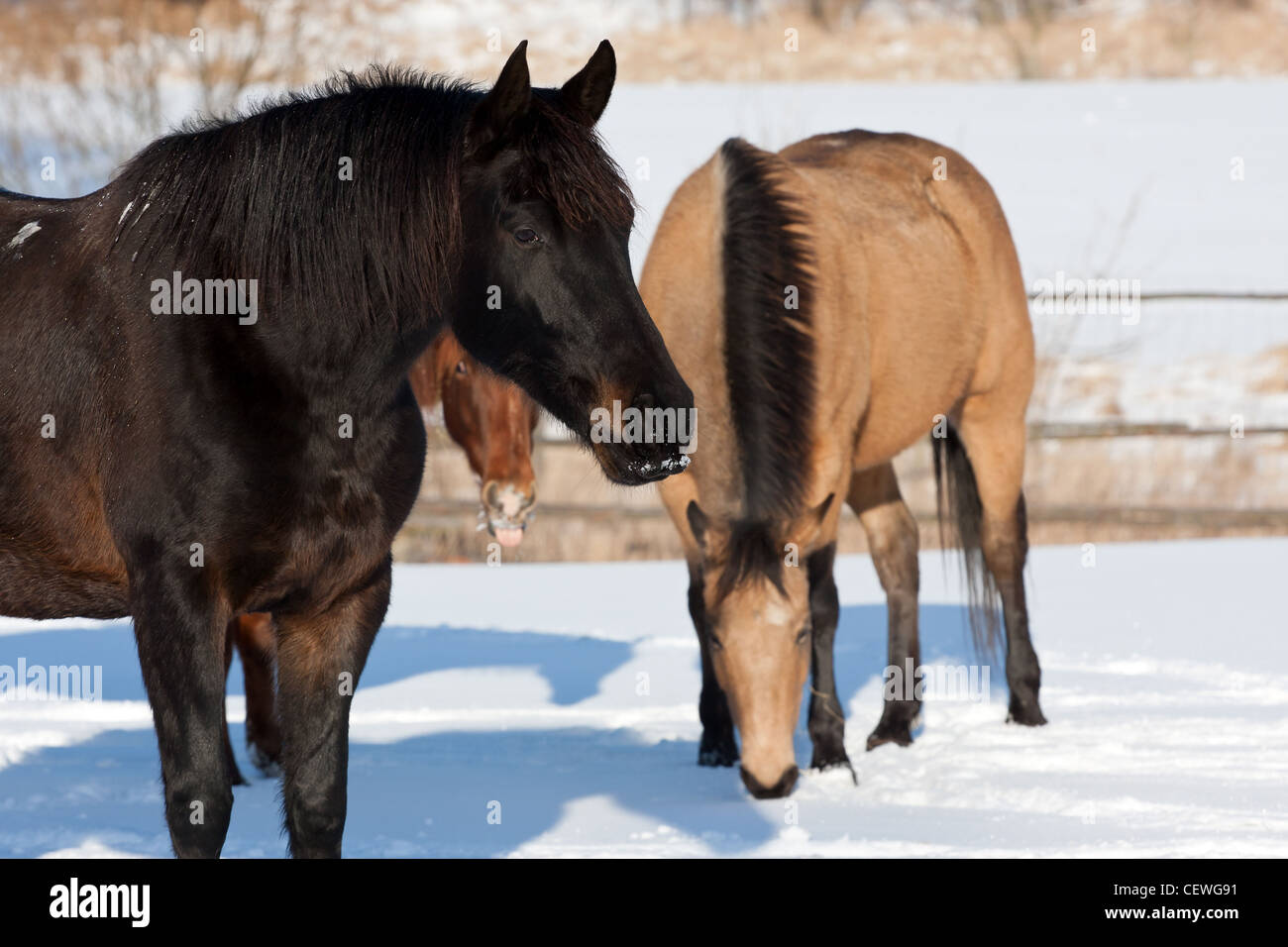 Shire horses in snow hi-res stock photography and images - Alamy