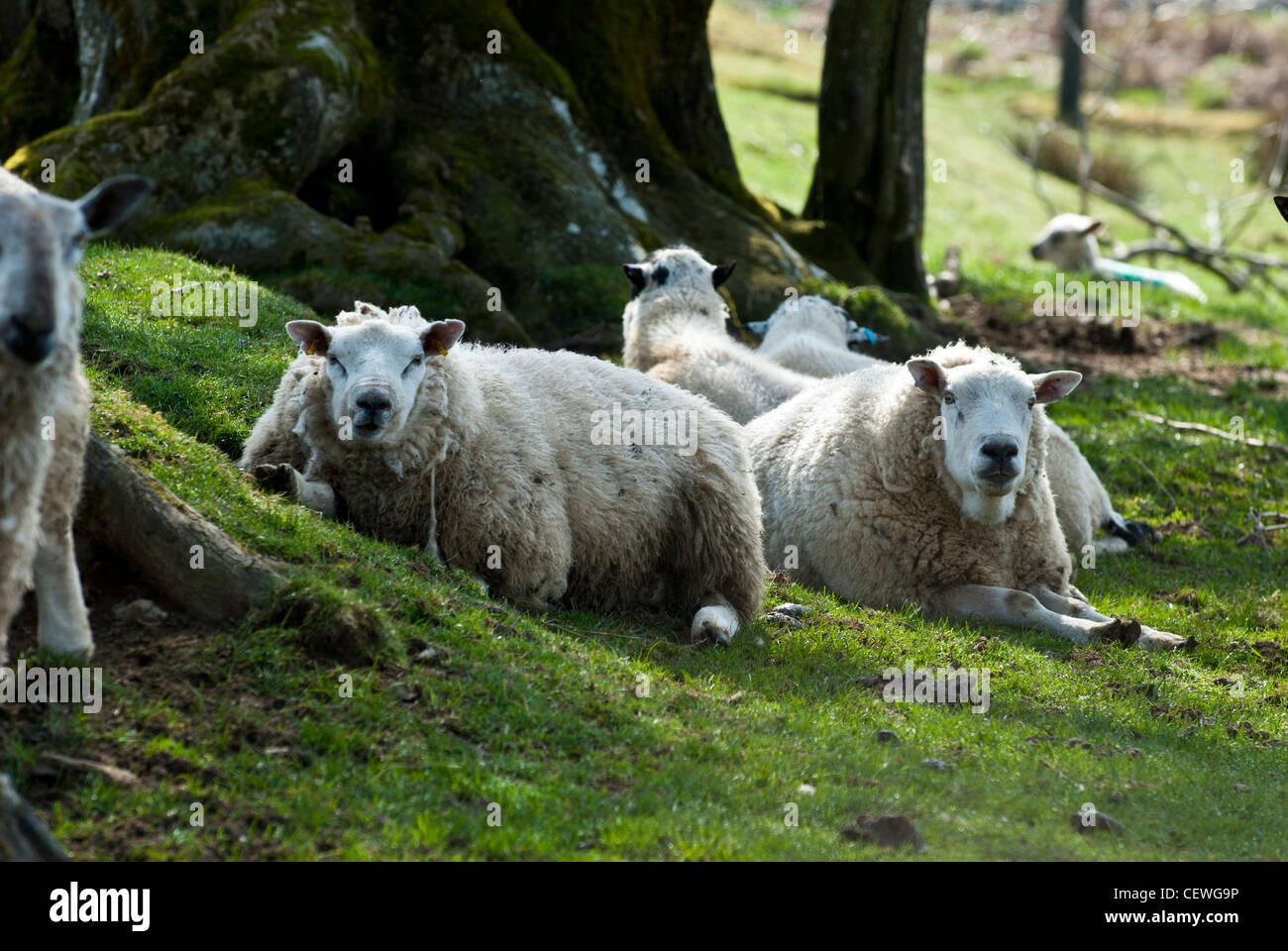Sheep laying down in a shady spot Stock Photo - Alamy